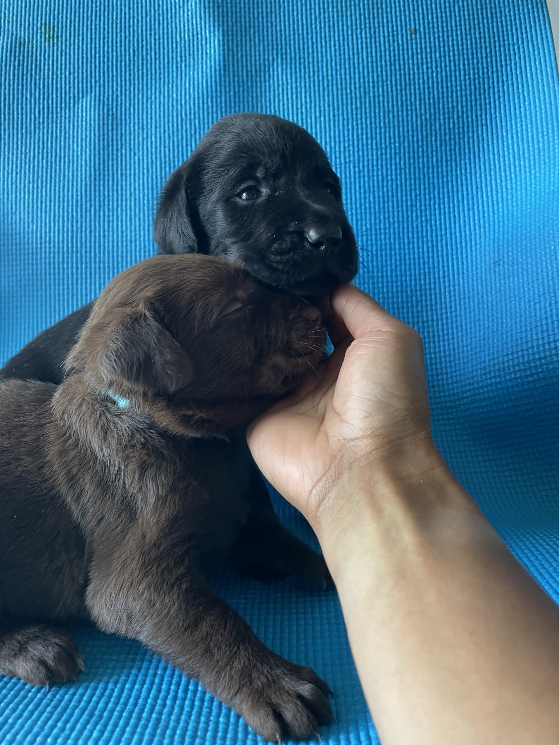 21+ Labrador Retriever Puppies For Sale in Remington | $700 – $700