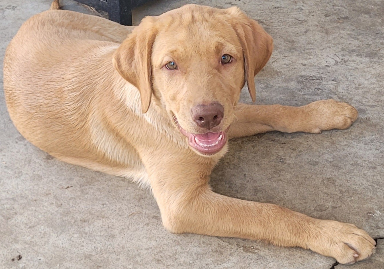 Labrador Retriever Puppies For Sale | $1,000 | Orange County, CA #647539