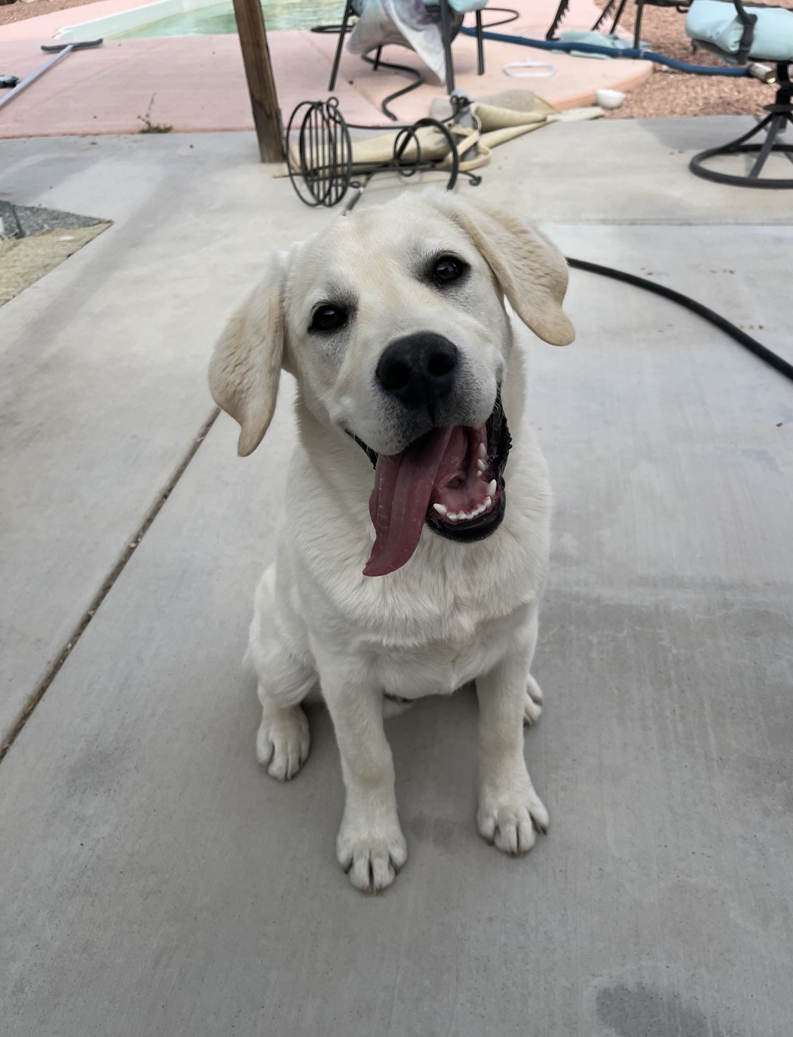 78+ Labrador Retriever Puppies / Dogs For Sale in Henderson | $60 – $3,000