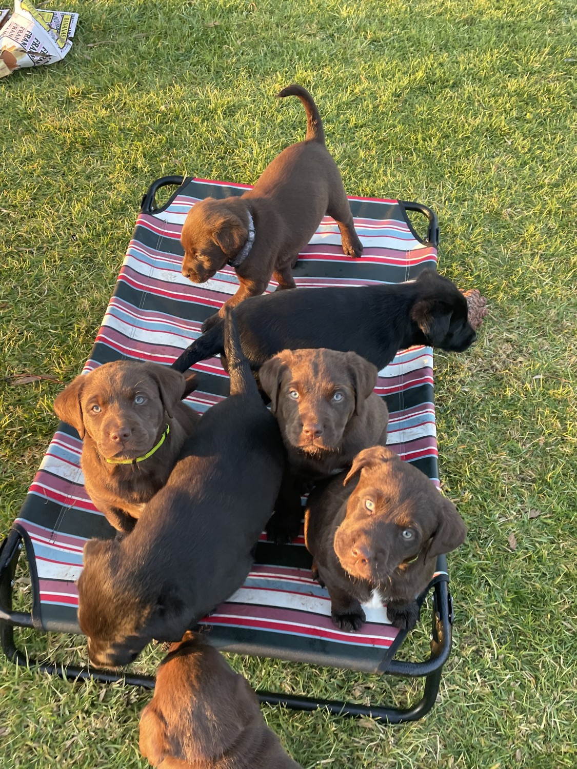 Labrador Retriever Puppies for sale in Glenthompson, Victoria | $500