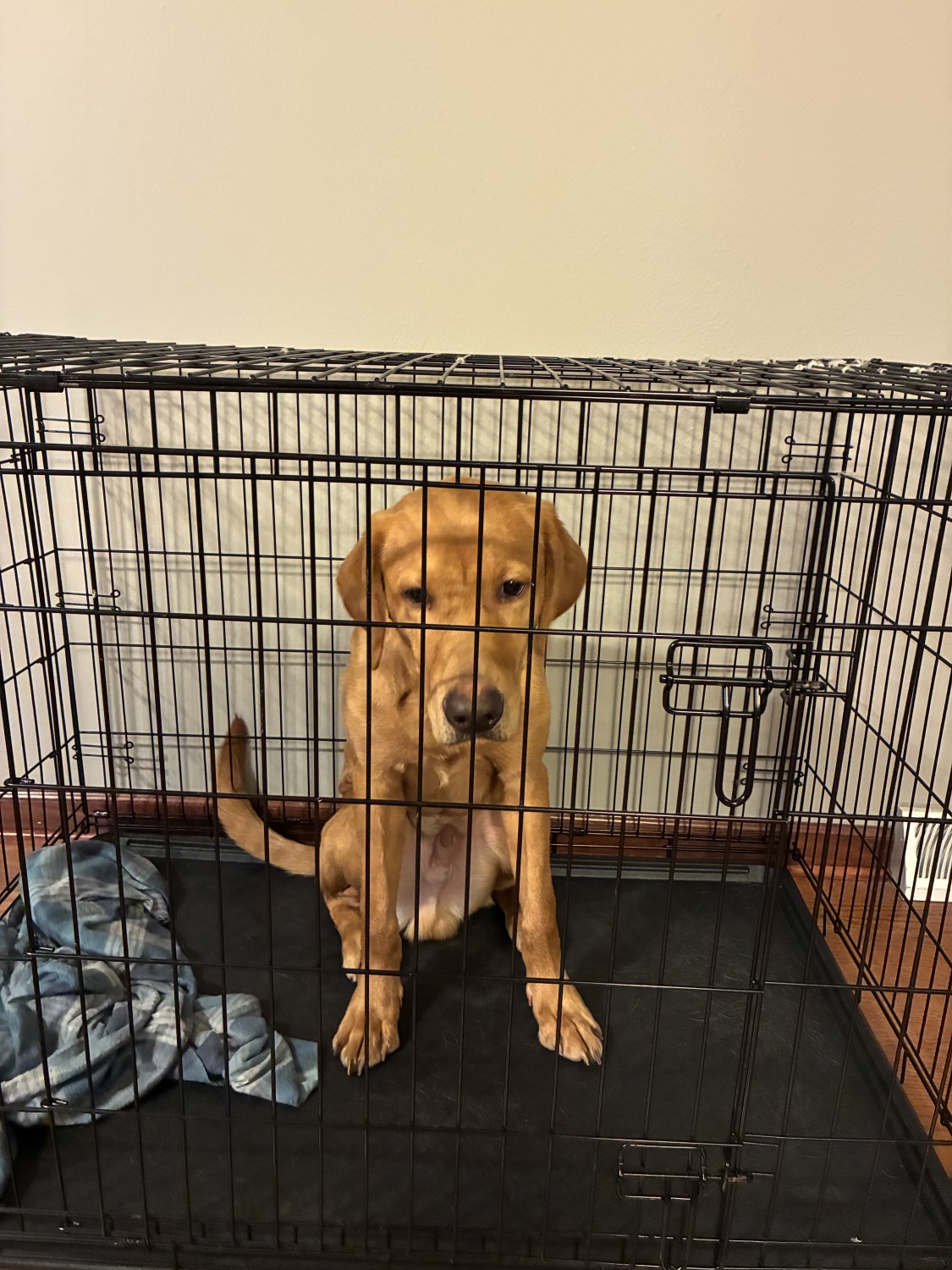 Labrador Retriever For Sale in Watertown | Petzlover