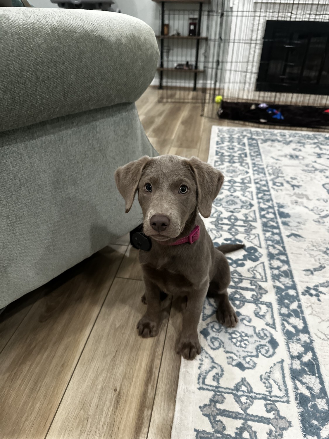 Labrador Retriever Puppy for sale in Fairfax, Virginia | $1,000