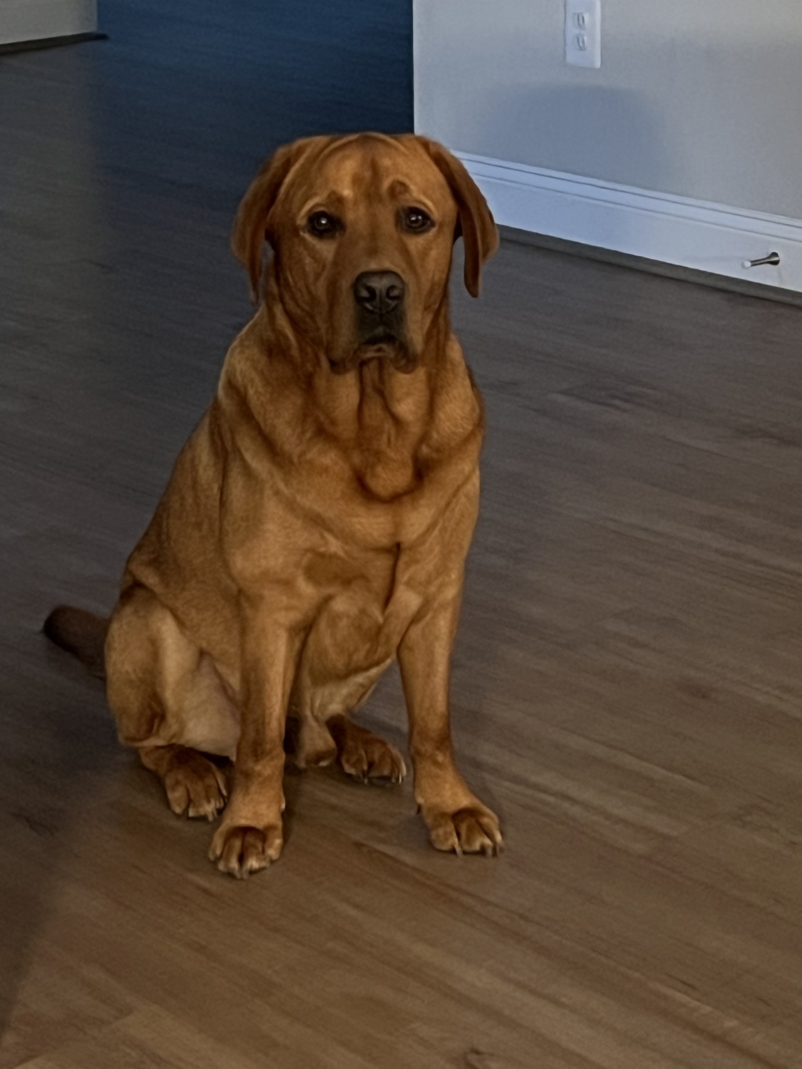 Labrador Retriever Dog for rehoming in La Plata, Maryland