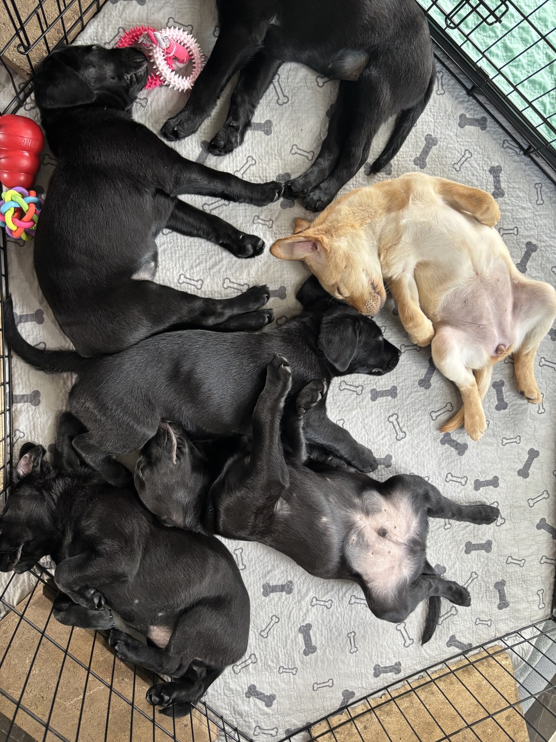 147+ Labrador Retriever Puppies / Dogs Listings in Australia