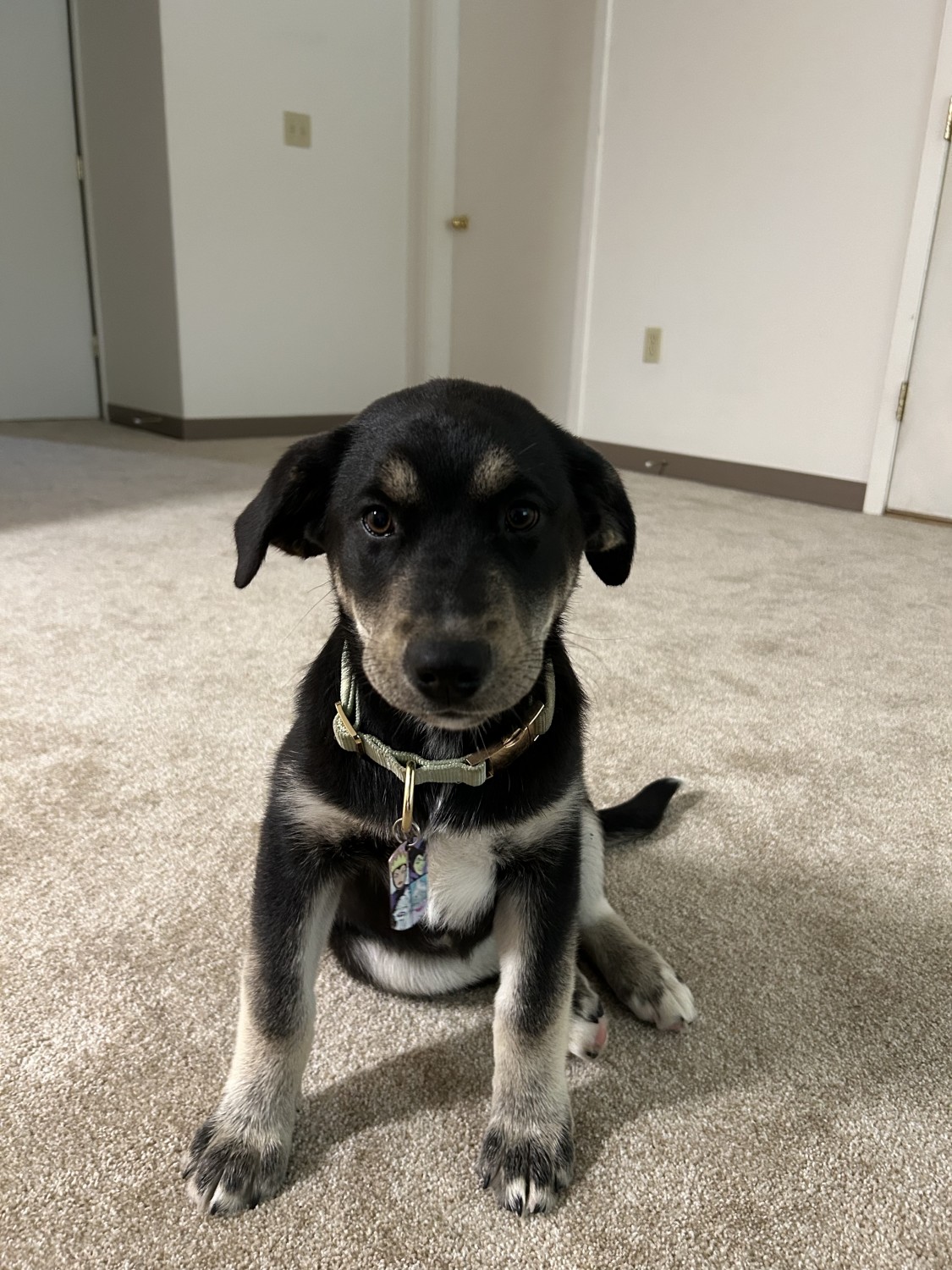 Labrador Husky Puppies For Sale | Anchorage, AK #605142