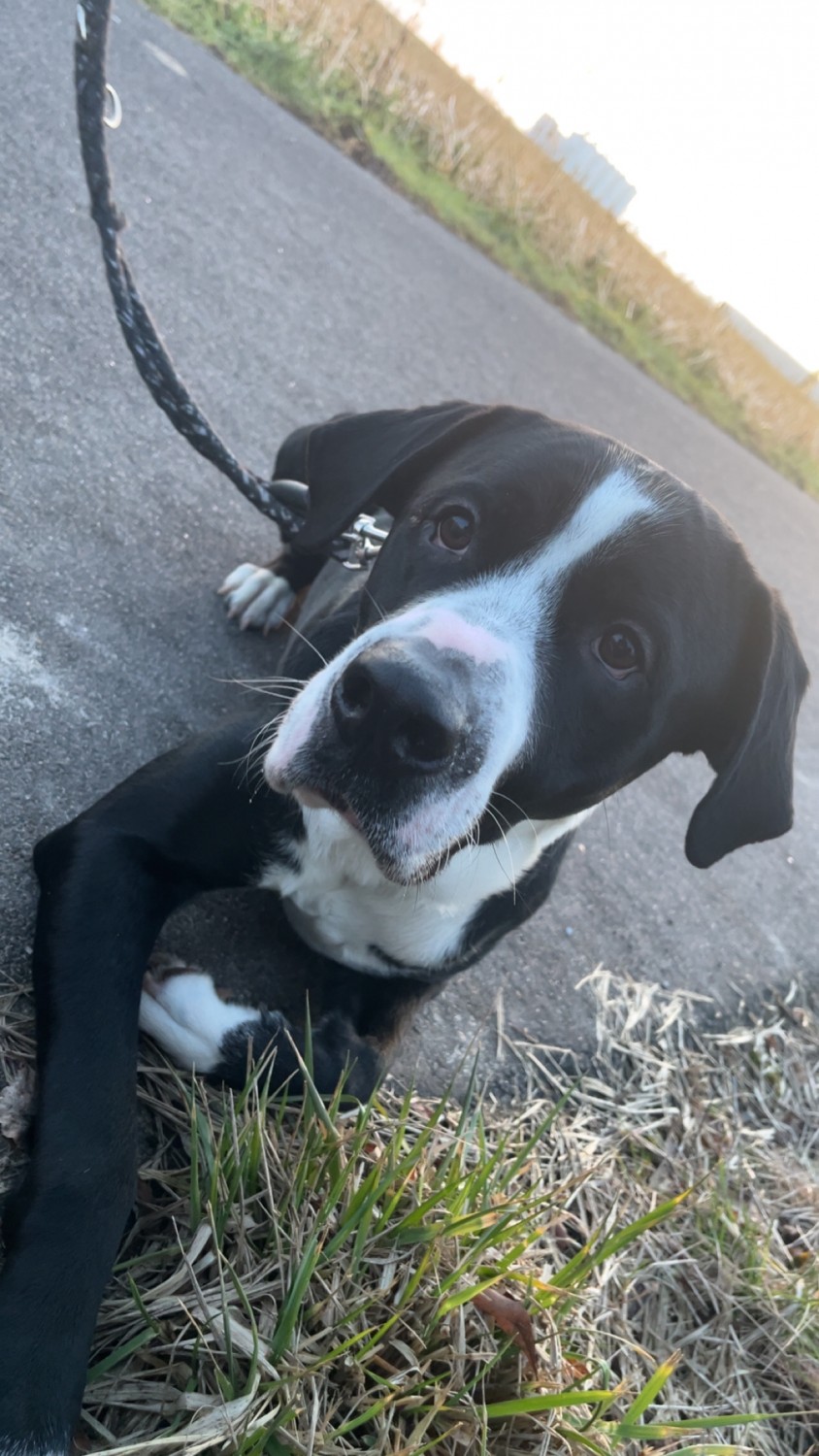 Labrador Retriever Hund zu verkaufen in Remscheid, Nordrhein-Westfalen ...