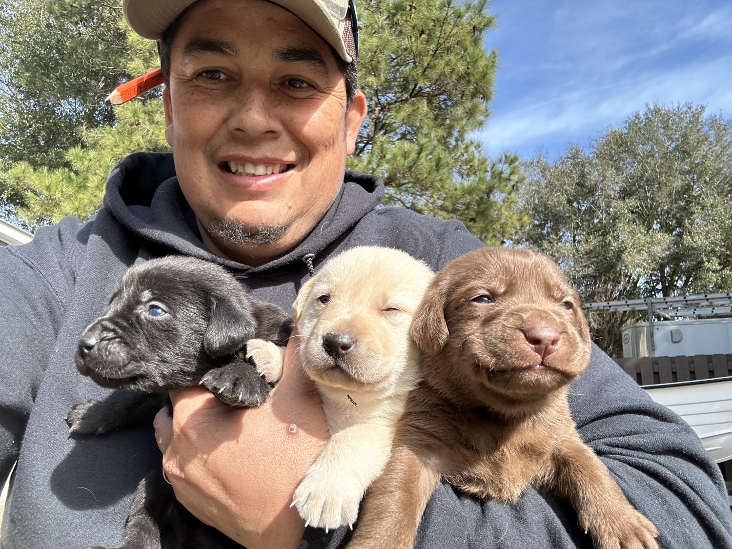 Labrador Retriever For Sale in United States | Petzlover