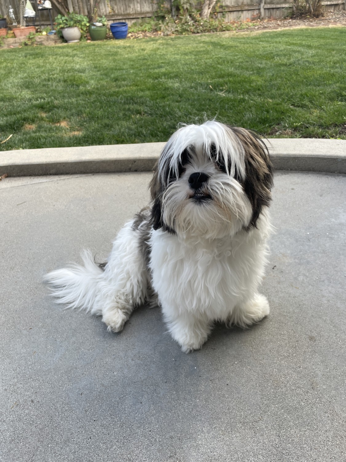 48+ Lhasa Apso Puppies / Dogs for Sale in Idaho | $150 – $3,000