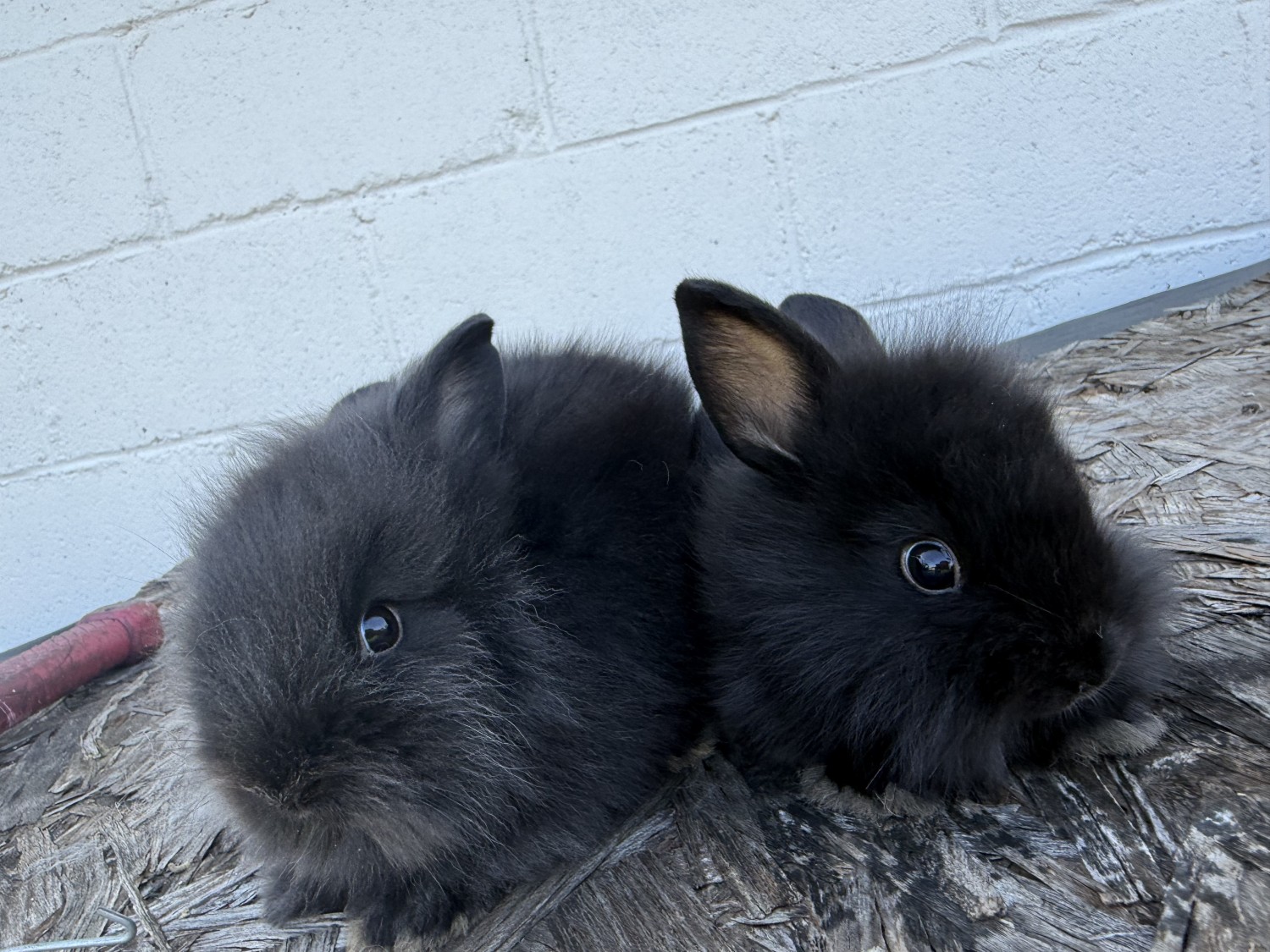 21+ Lionhead rabbit Rabbits For Sale in Peebles, OH | $500 – $3,000