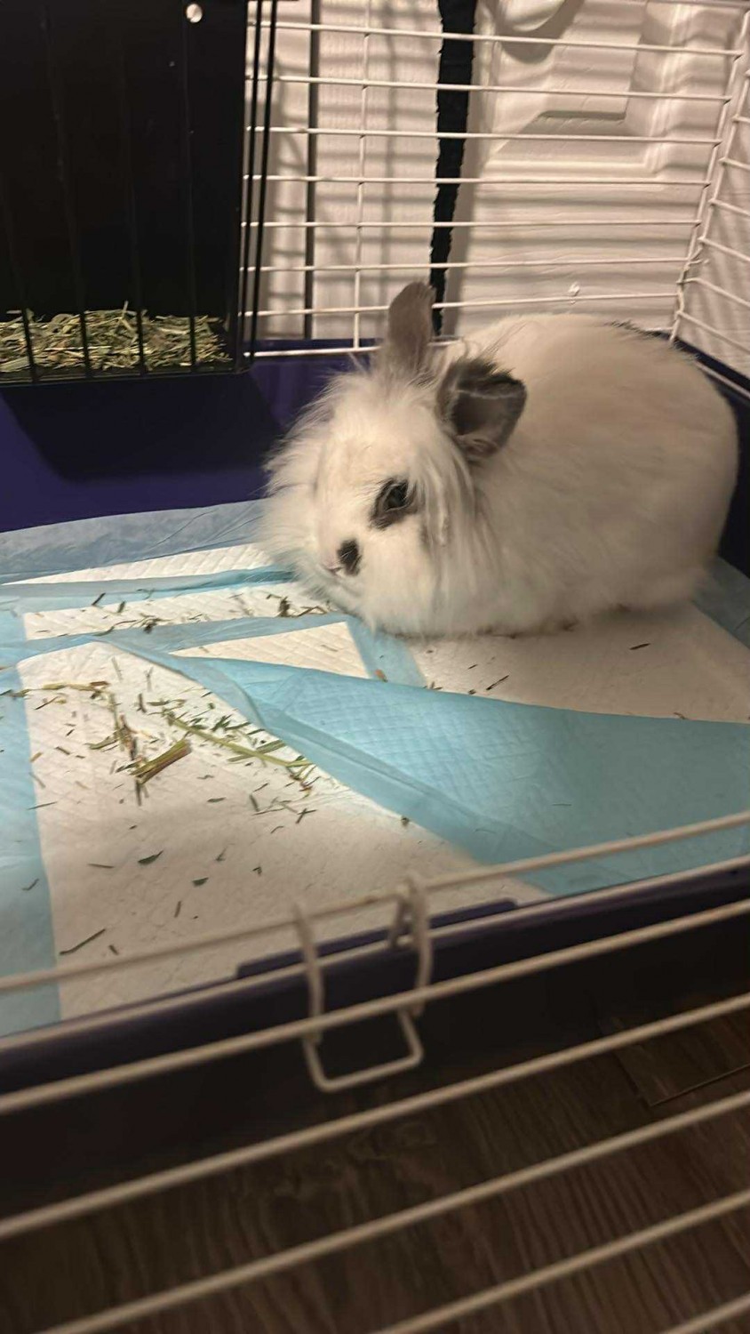 21+ Lionhead rabbit Rabbits For Sale in Clifton | $60