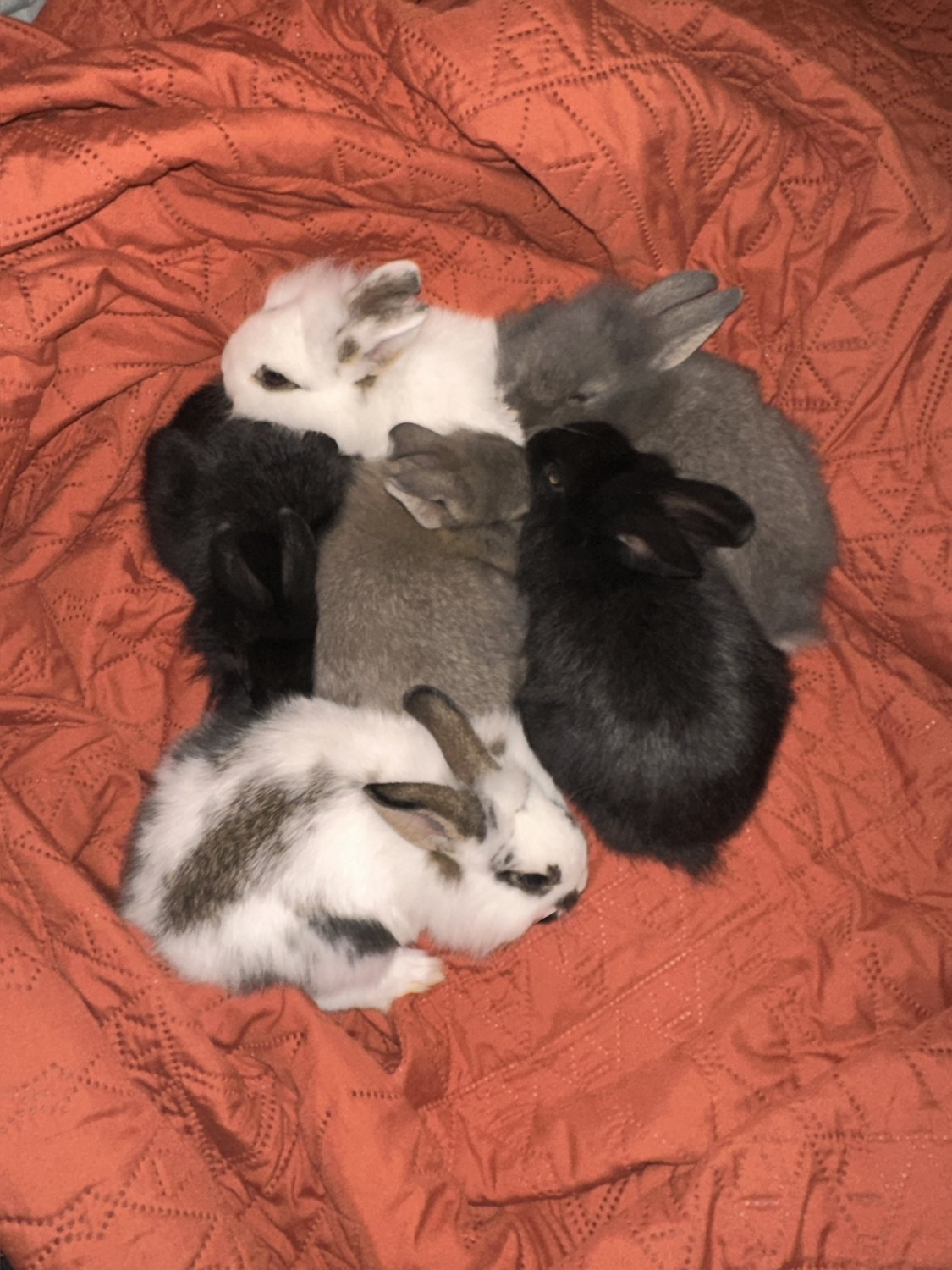 Lionhead rabbit wanted in Laketon Township, Michigan