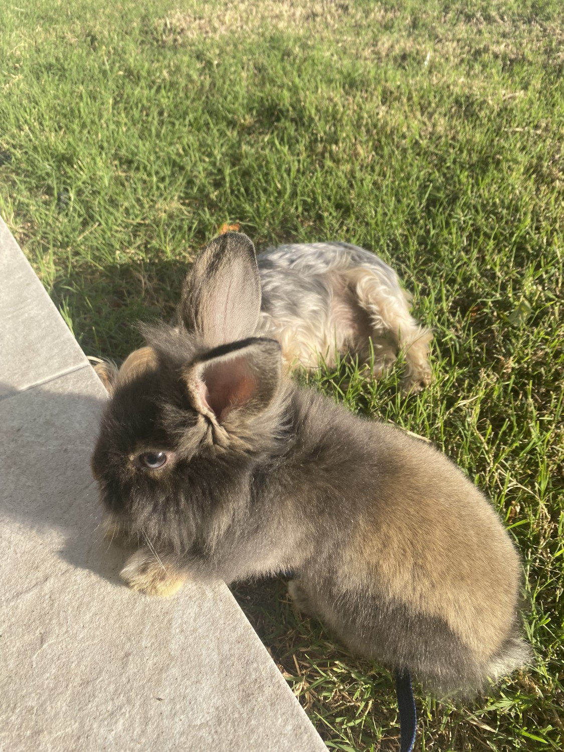 26+ Domestic rabbit Rabbits for Free in United States