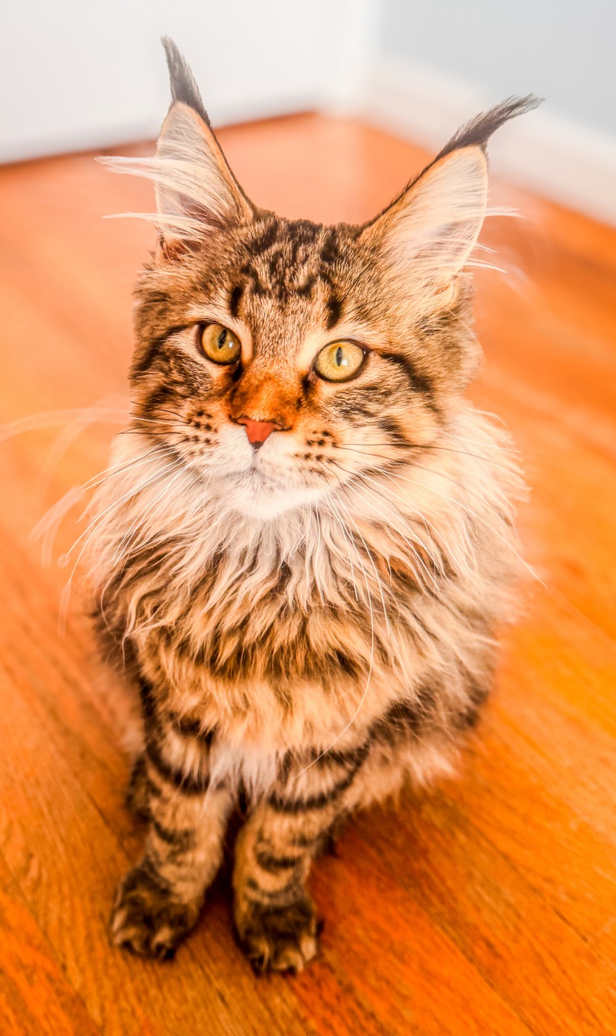 Maine Coon Cats For Sale | $1,000 | New York, NY #618837