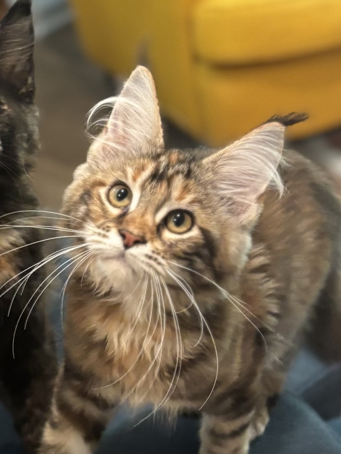 Maine Coon Cats For Sale | $1,900 | Kingston, NY #644720