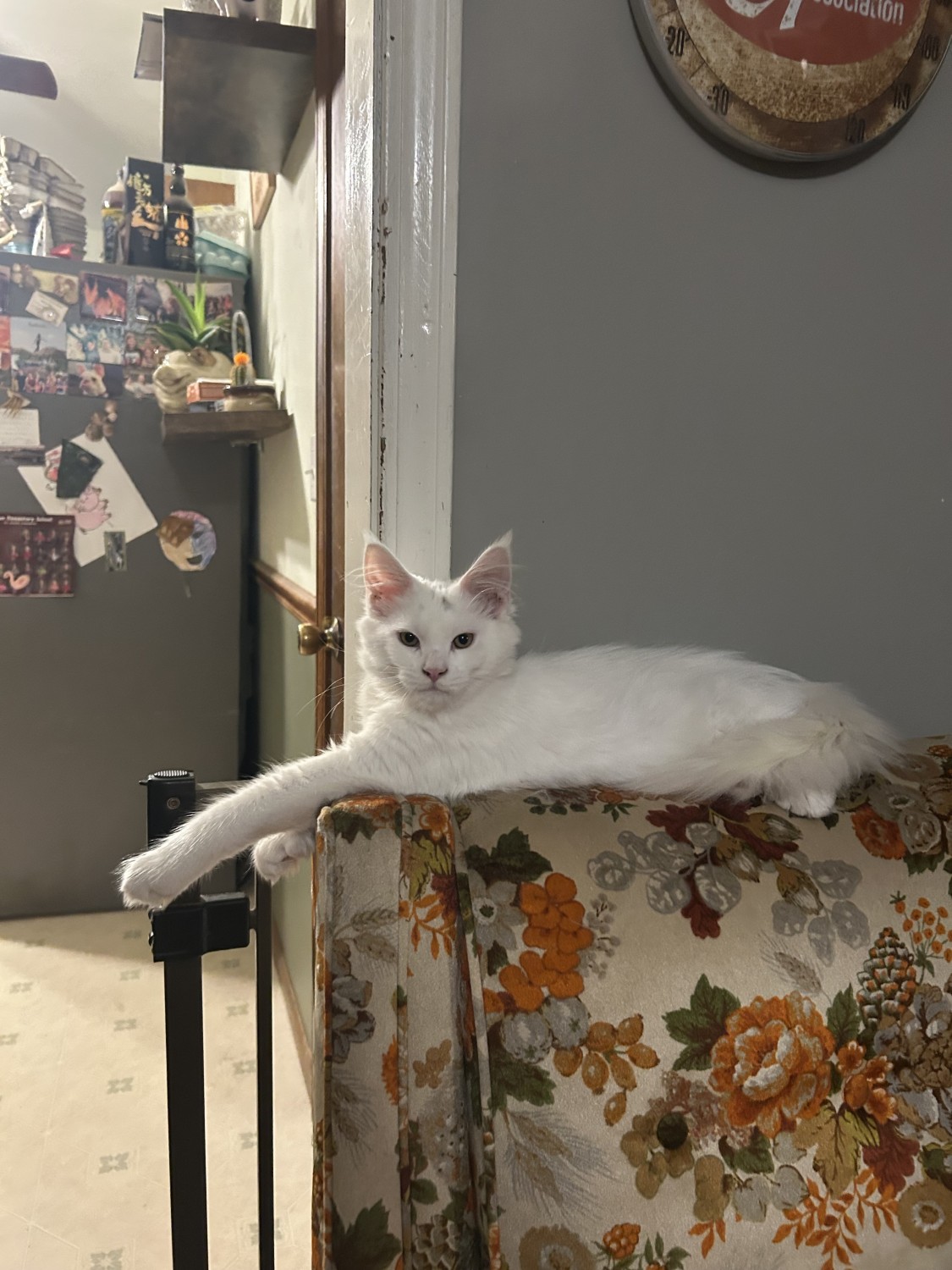 Maine Coon Cats For Sale | $750 | Napton, MO #648646