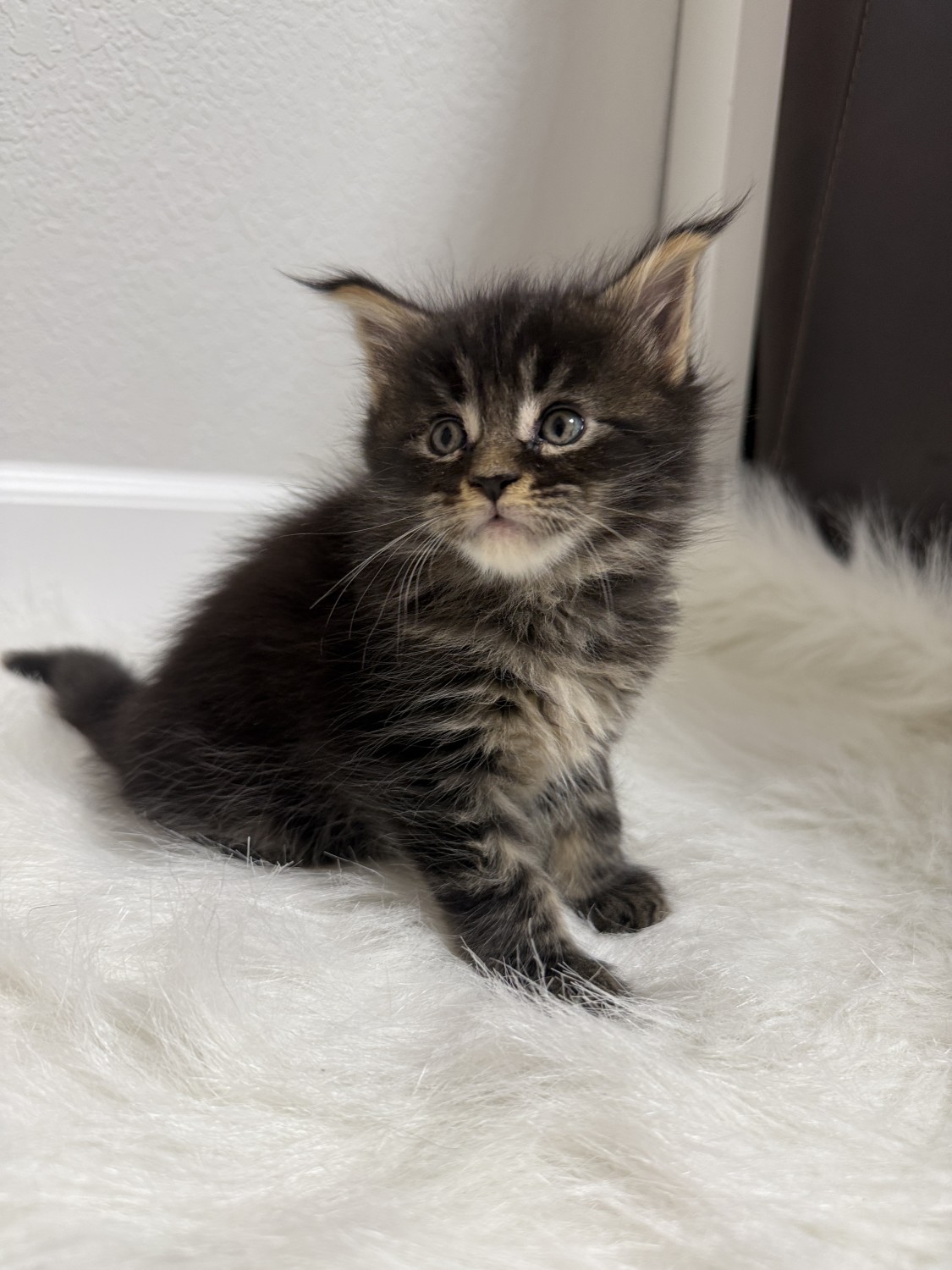 Maine Coon Kitten for sale in Denver, Colorado | $2,200