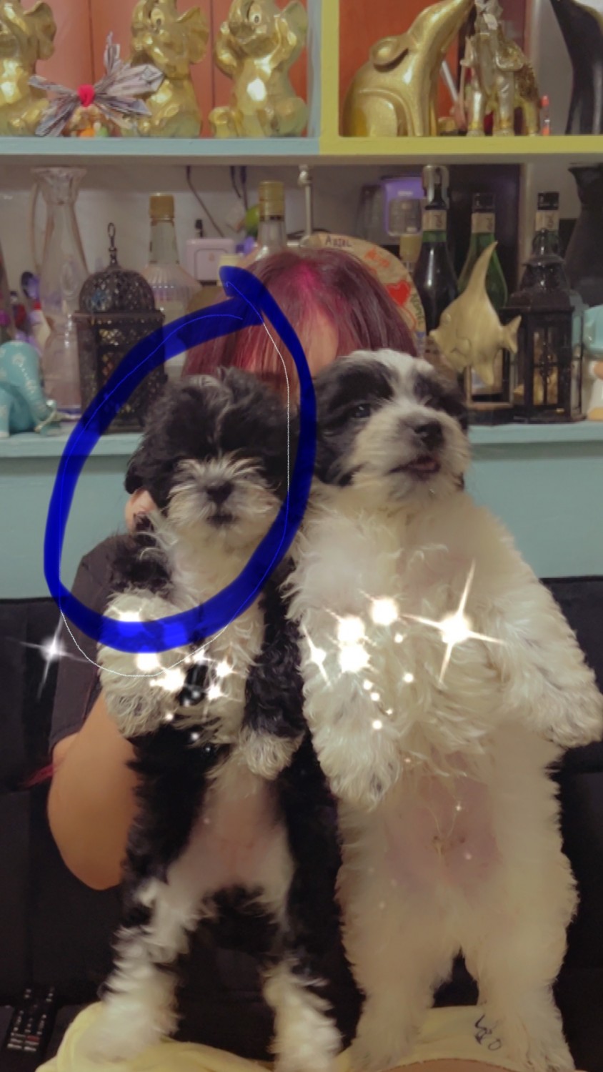 Mal-Shi Puppies For Sale | Miami Beach, FL #648277