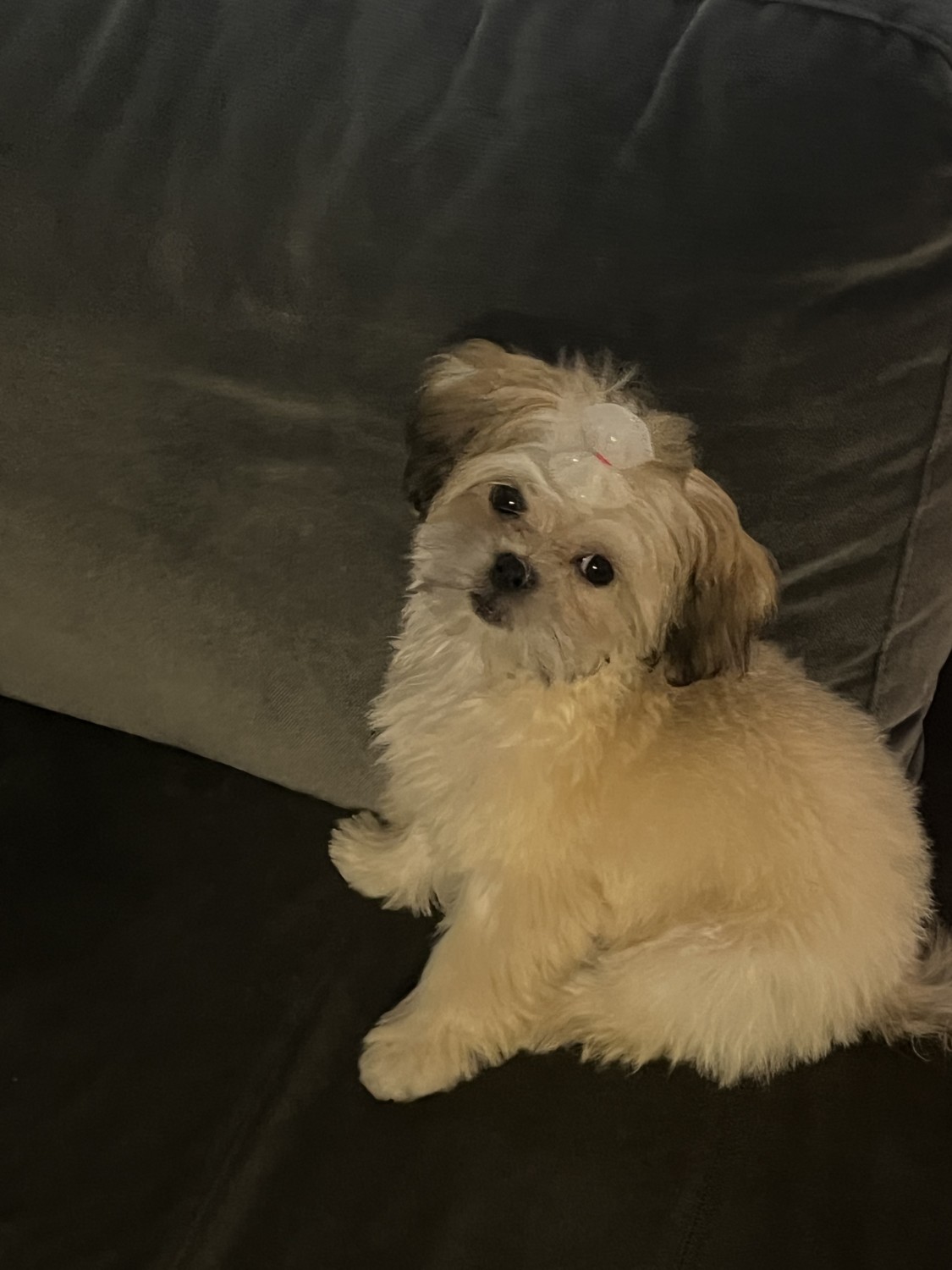 Mal-Shi For Sale in Orlando | Petzlover