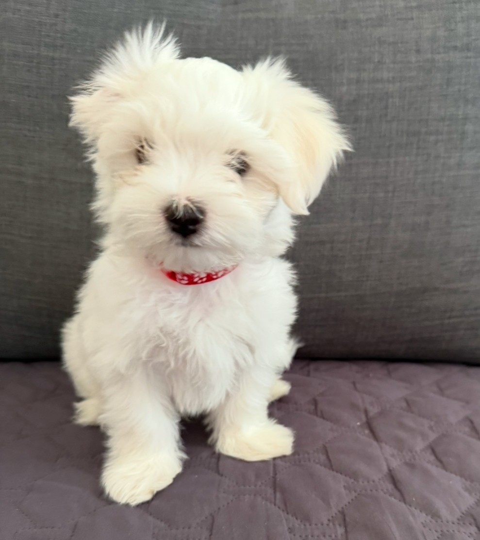 Maltese Puppies for sale in Orlando, Florida | $1,800