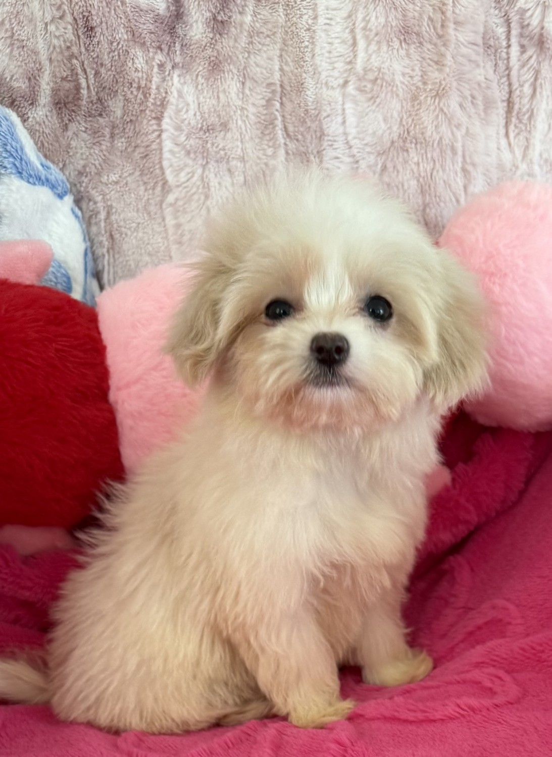 Maltese Puppies for sale in Colonial Beach, Virginia | $3,000