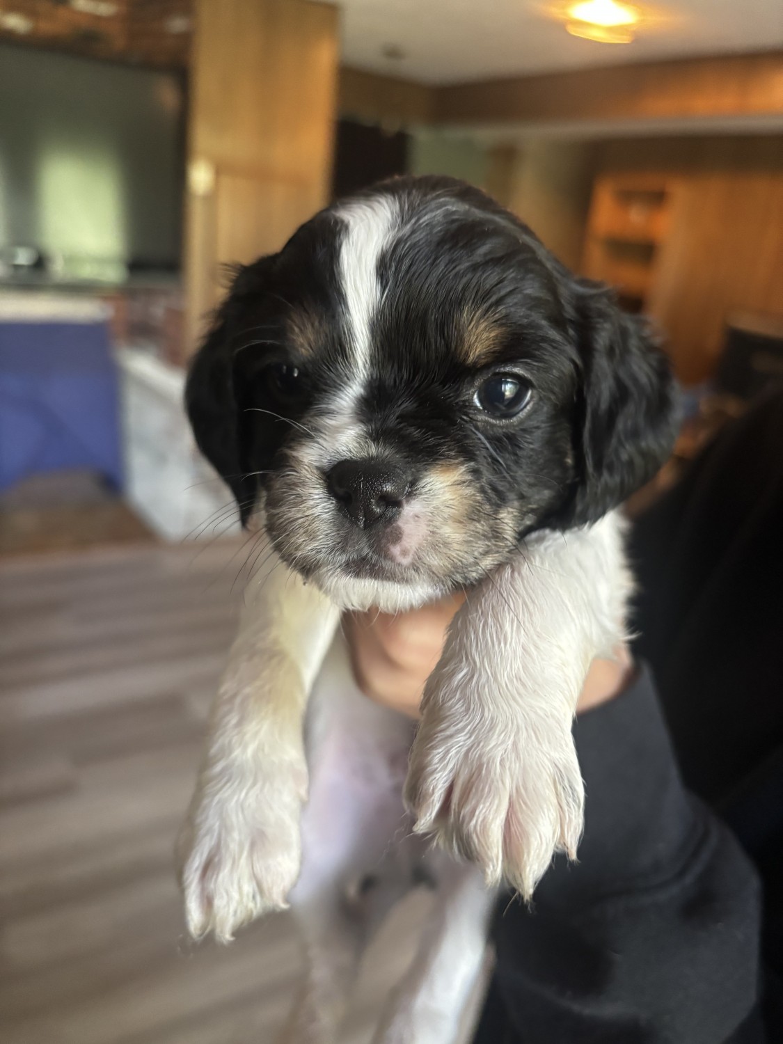Maltese Puppies for sale in Virginia Beach, Virginia | $400