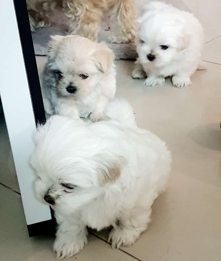 114+ Maltese Puppies / Dogs For Sale in Australia | $600 – $3,500