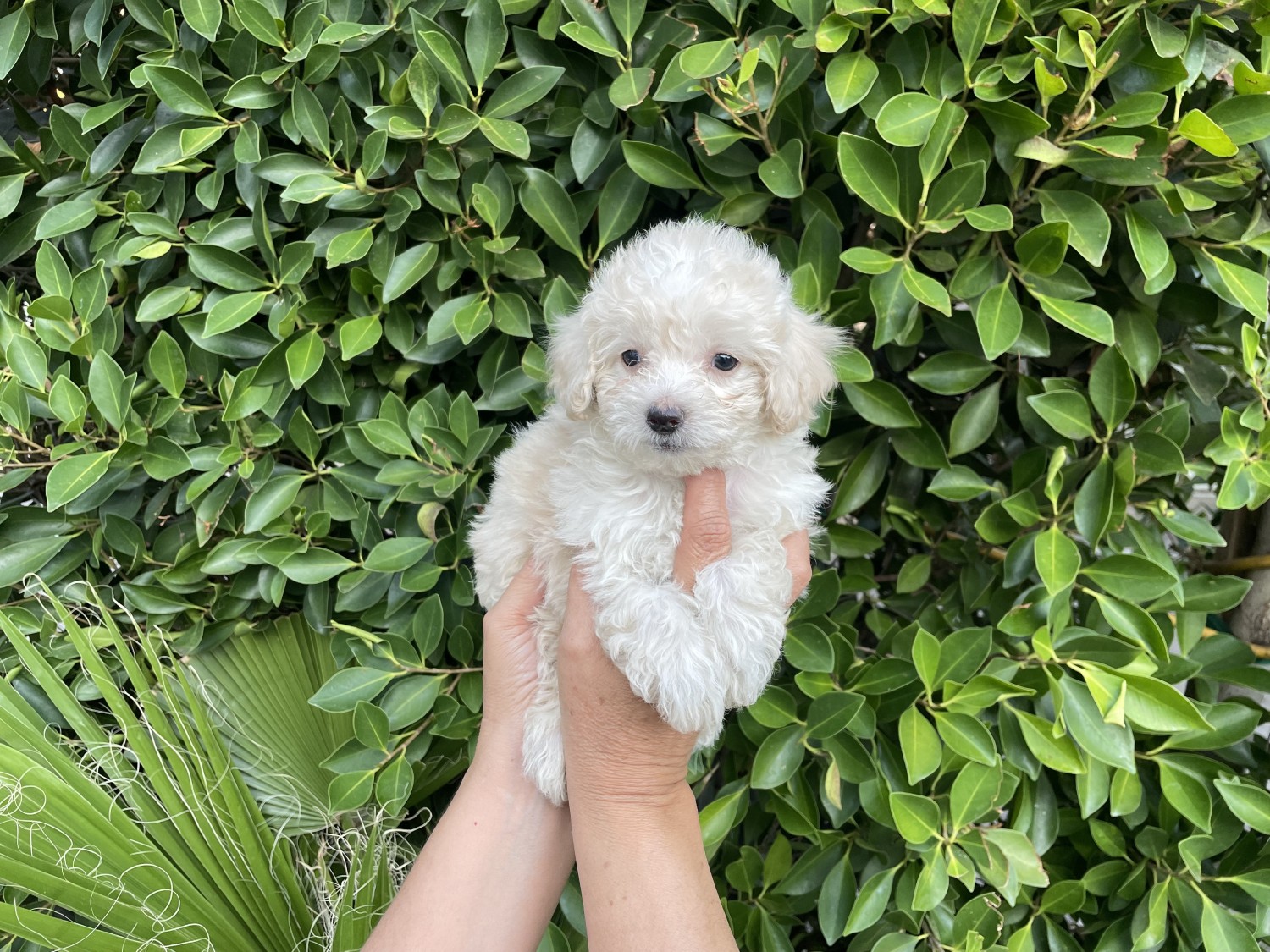 Maltipoo Puppies For Sale | $799 | Whittier, CA #649704
