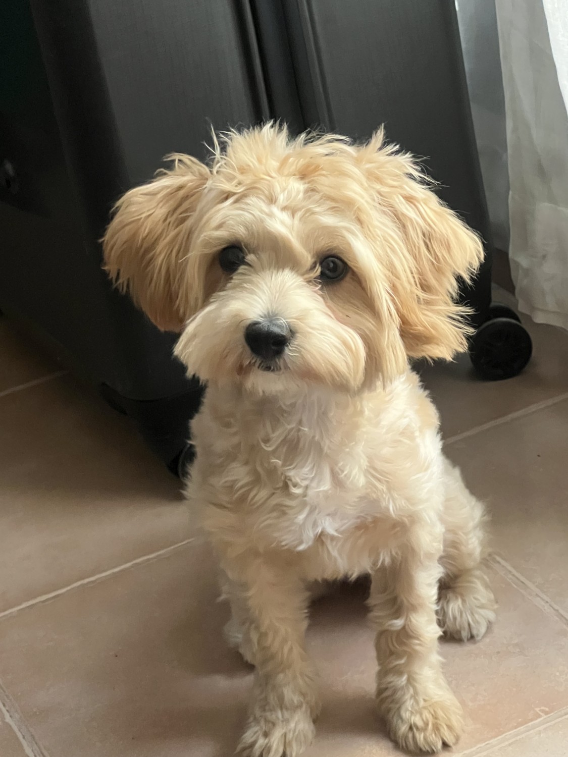 Pets for Adoption in Sharjah | د.إ100 – د.إ2,500 | Petzlover