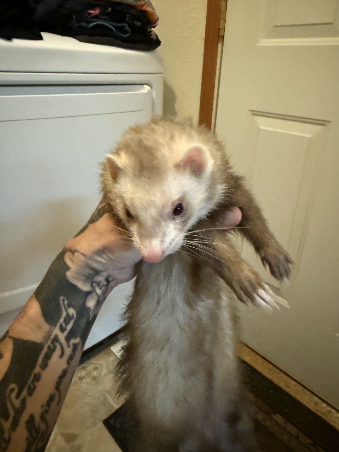 Micro Ferret Rodents For Sale | $300 | Kalispell, MT #646698