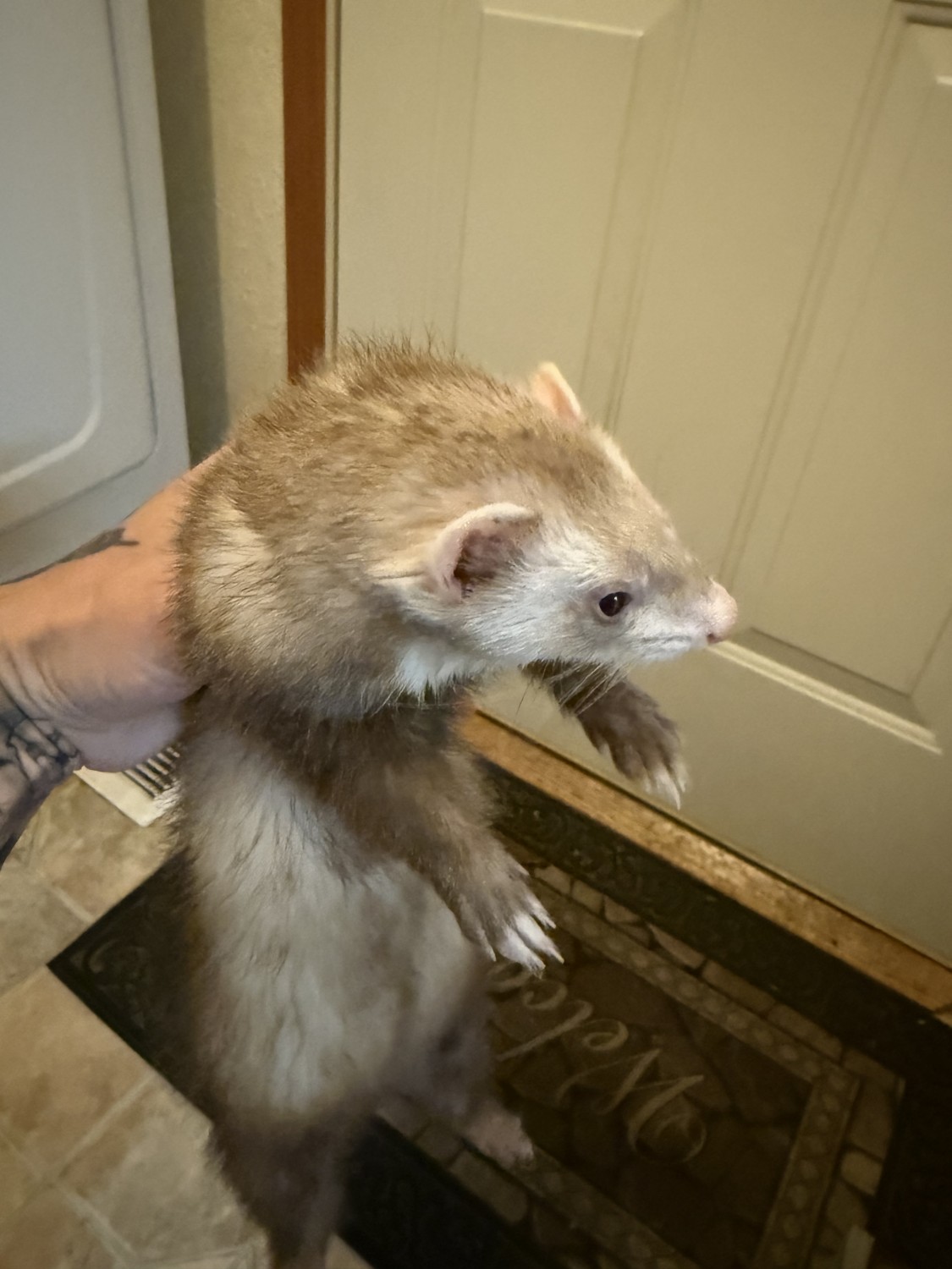 Micro Ferret Rodents For Sale | $300 | Kalispell, MT #646698