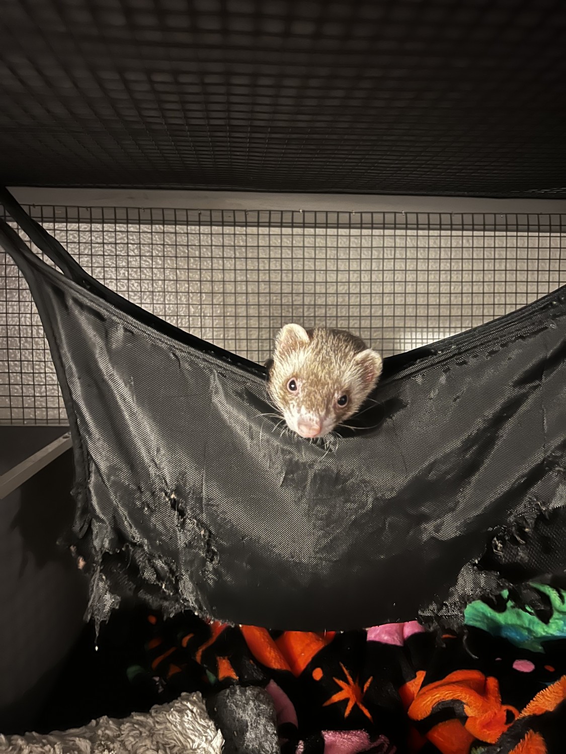 21+ Micro Ferret Rodents For Sale in Colorado Springs | $350