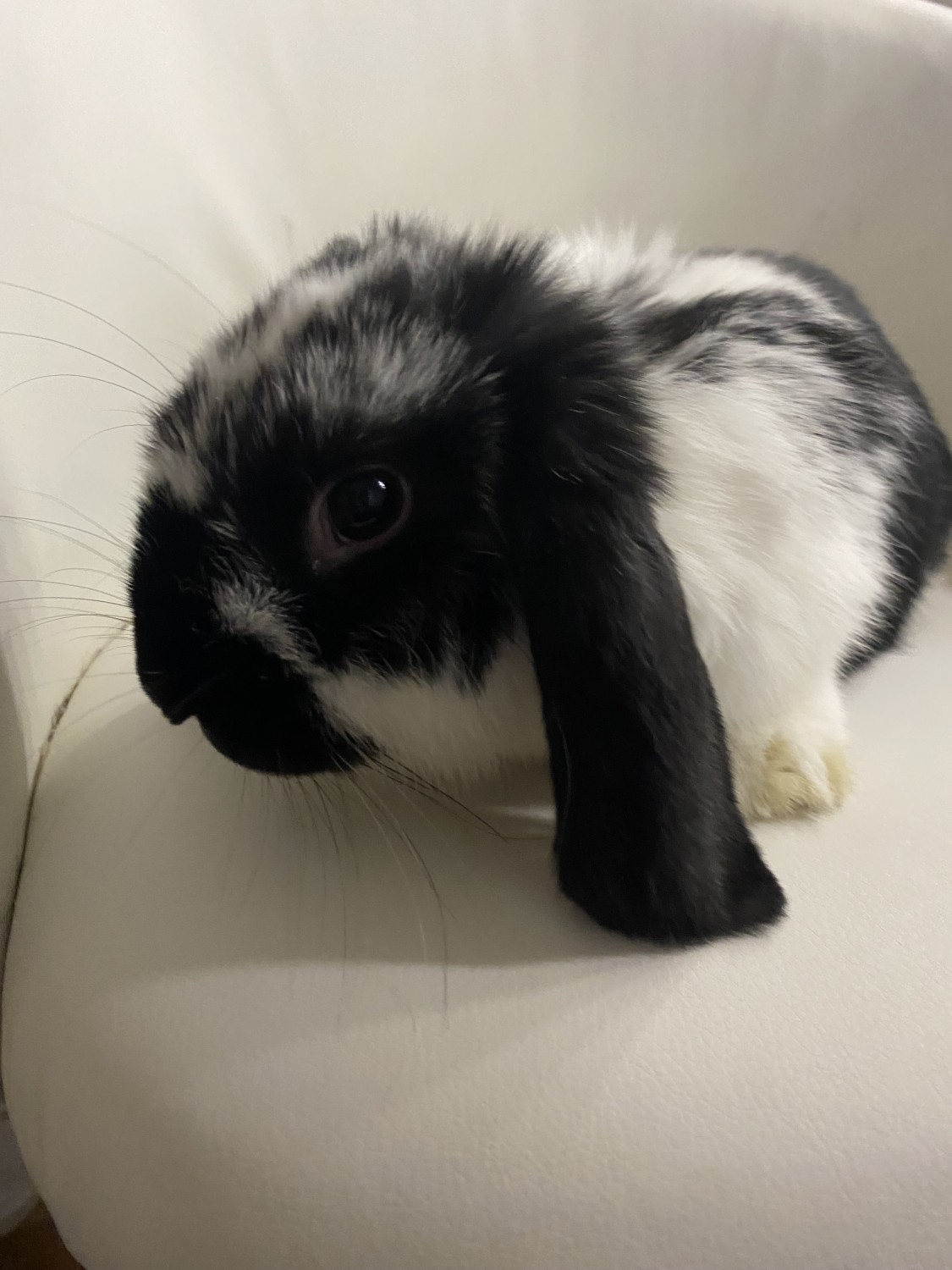 Mini Lop Rabbits for sale (230) | Petzlover