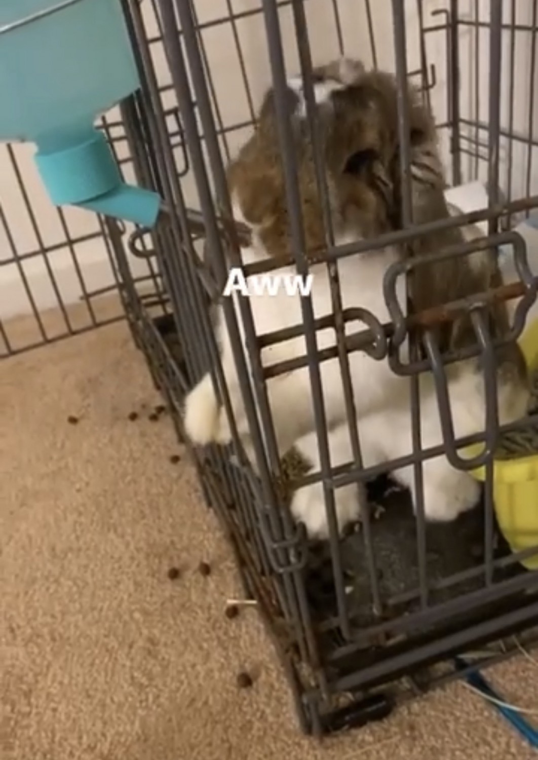 234+ Mini Lop Rabbits for Sale in United States | $50 – $200