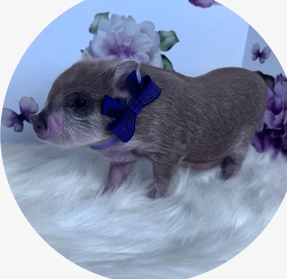 113+ Mini/Micro Pig Animals for Sale in United States | $50 – $3,000