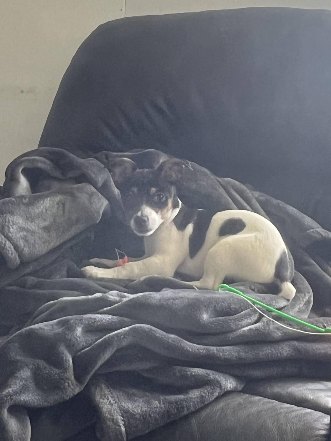 Miniature Fox Terrier Puppies For Sale | Ipswich, QLD #573913 (0)