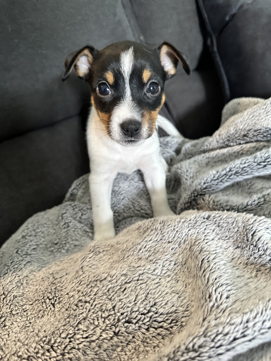 31+ Miniature Fox Terrier Puppies / Dogs for Sale in Townsville ...