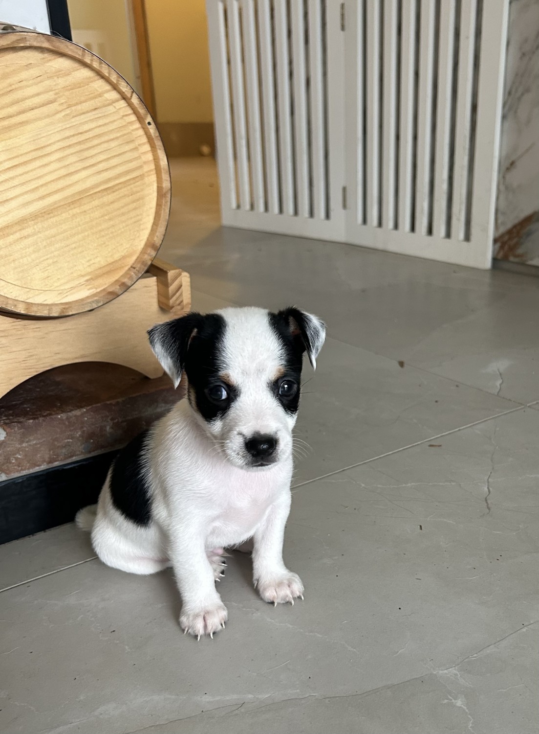 Miniature Fox Terrier Puppies / Dogs For Sale in Queensland | $500 – $2,500