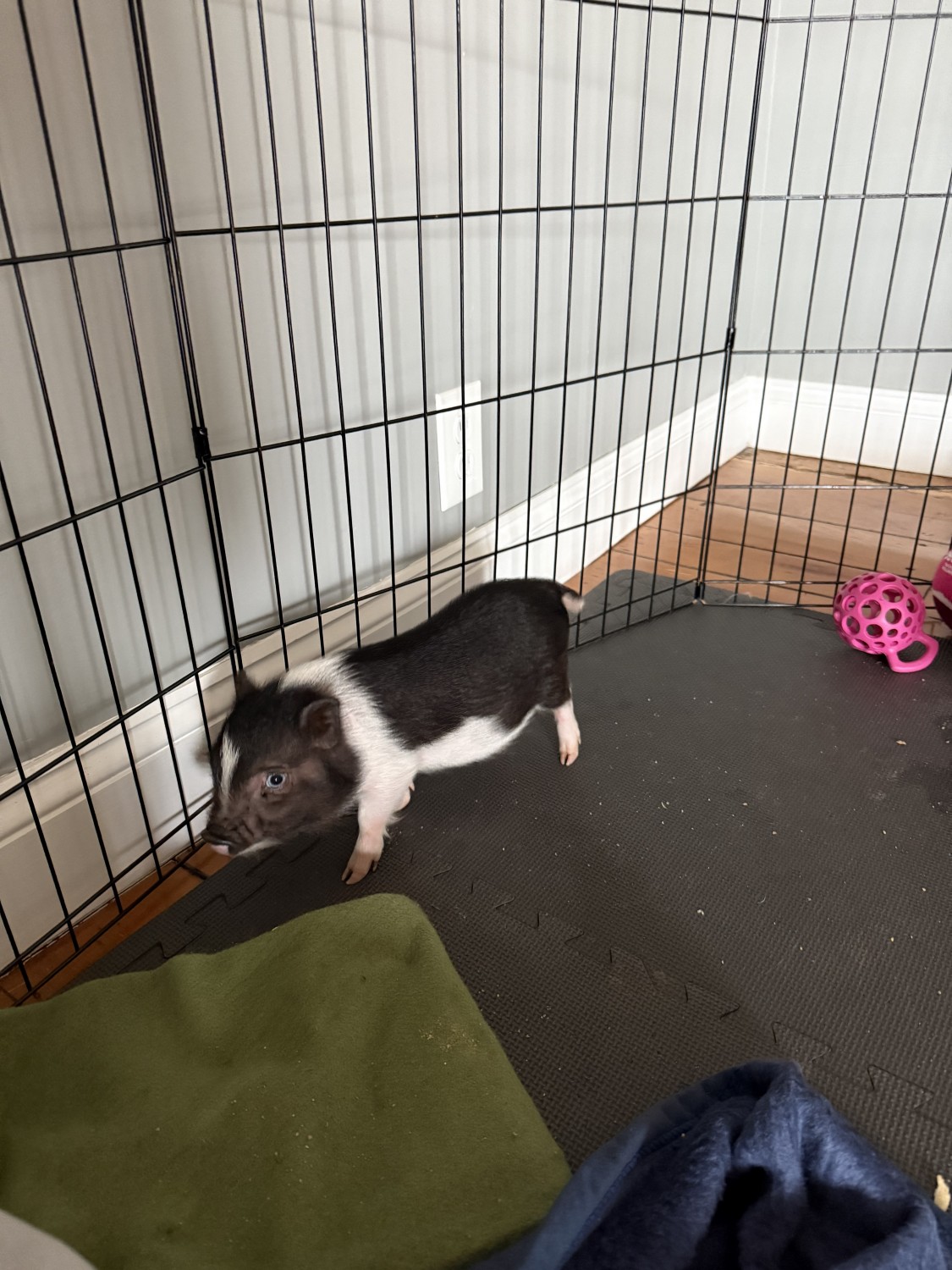 21+ Miniature Pig Animals For Sale in York Haven | $750