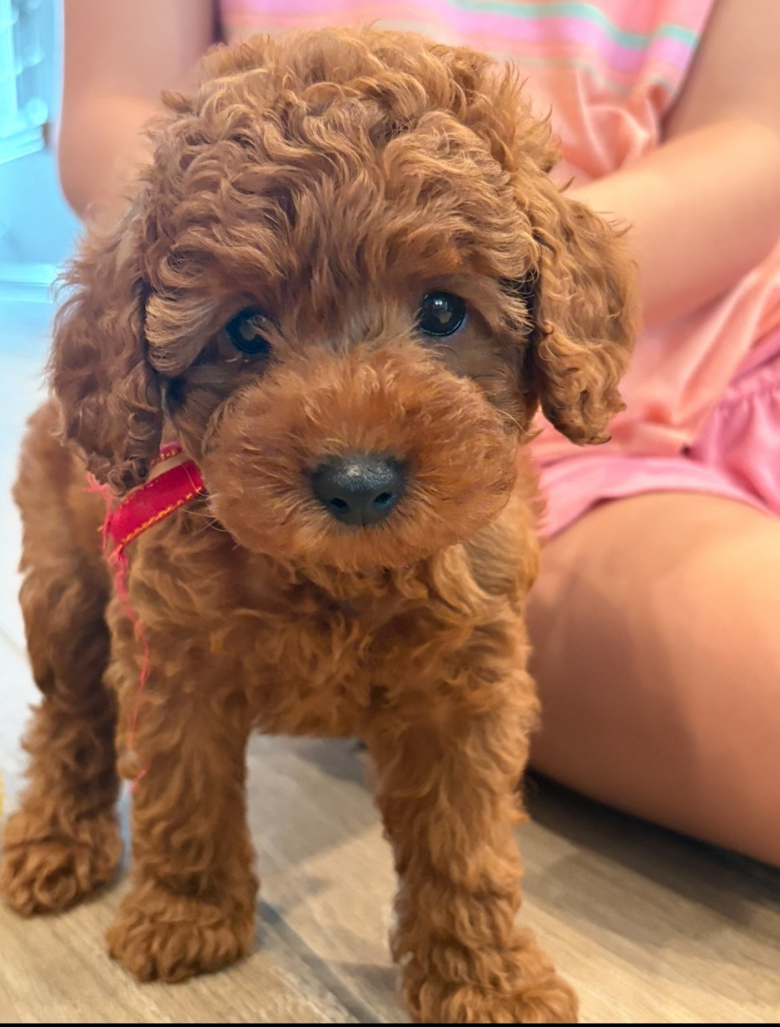 Miniature Poodle Puppy for sale in Tomball, Texas | $2,000