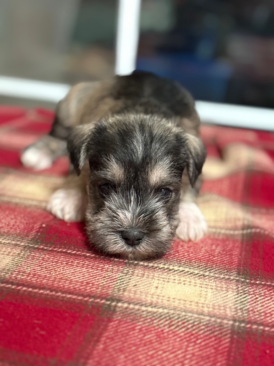 St. Bernard Puppies For Sale in Whitelaw - Adopt & Buy Now!