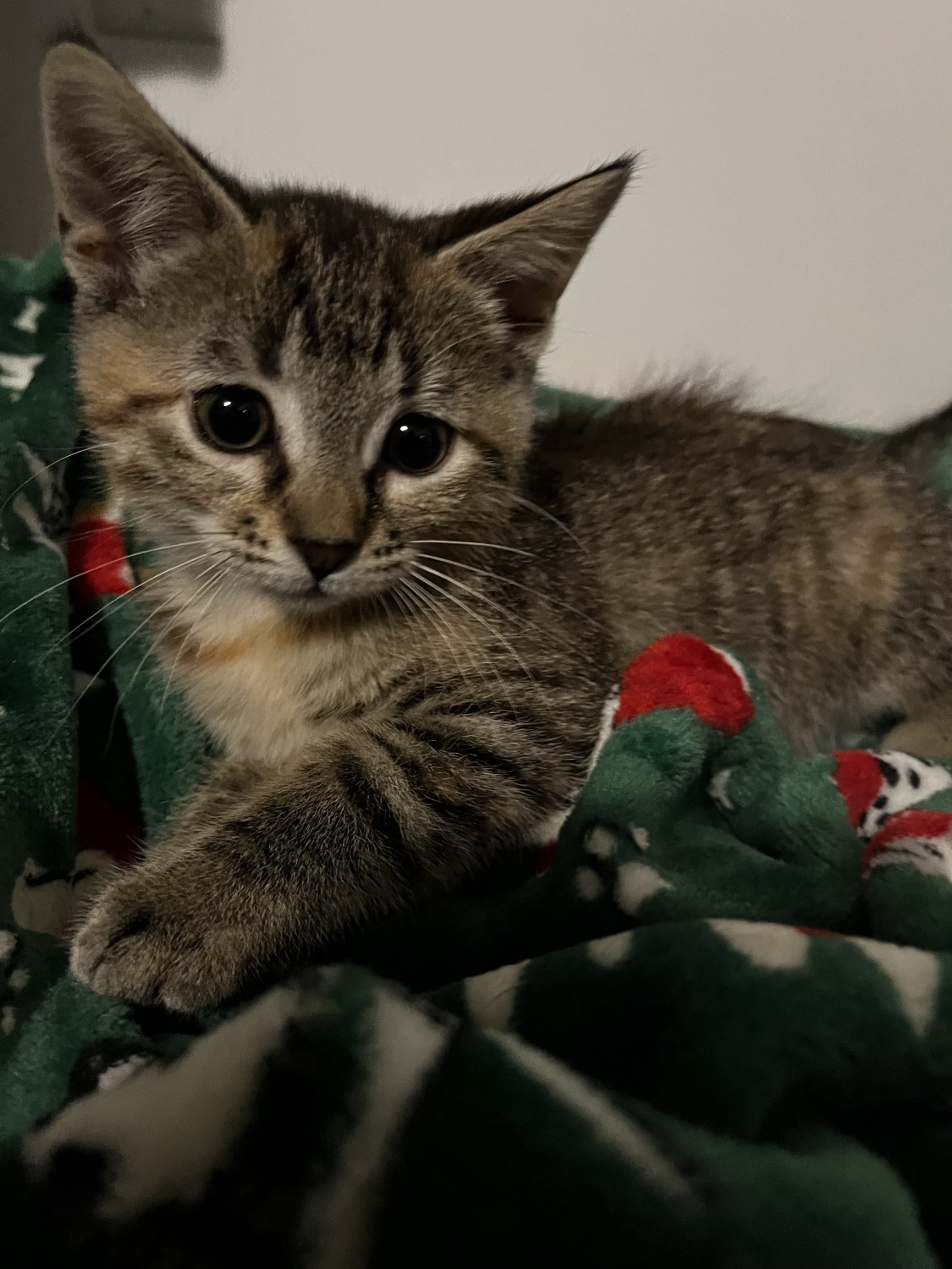 Mixed Cats For Sale in Ramsey County | Petzlover