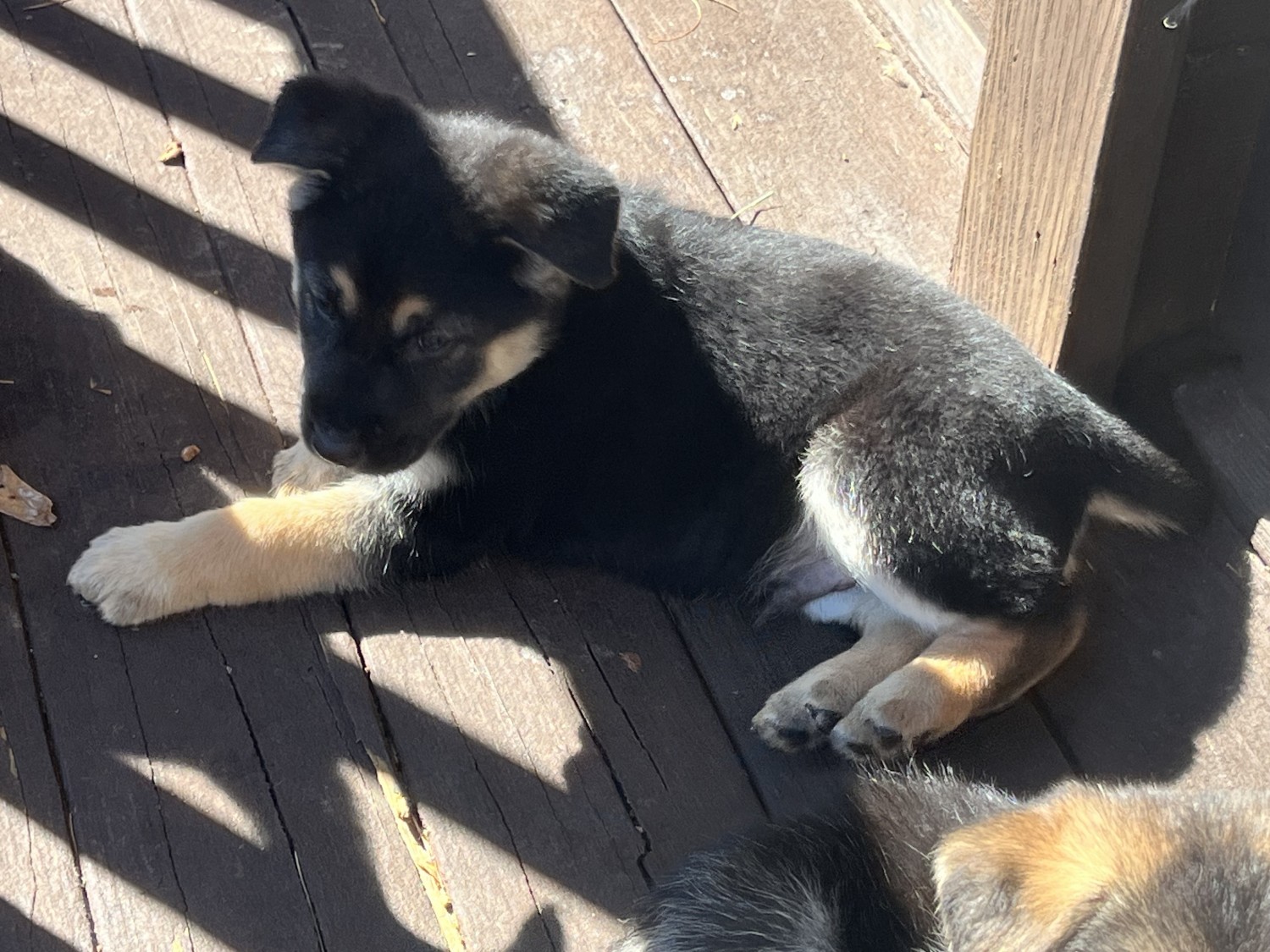 Mixed Puppies For Sale | Dry Fork, VA #629104 (40)