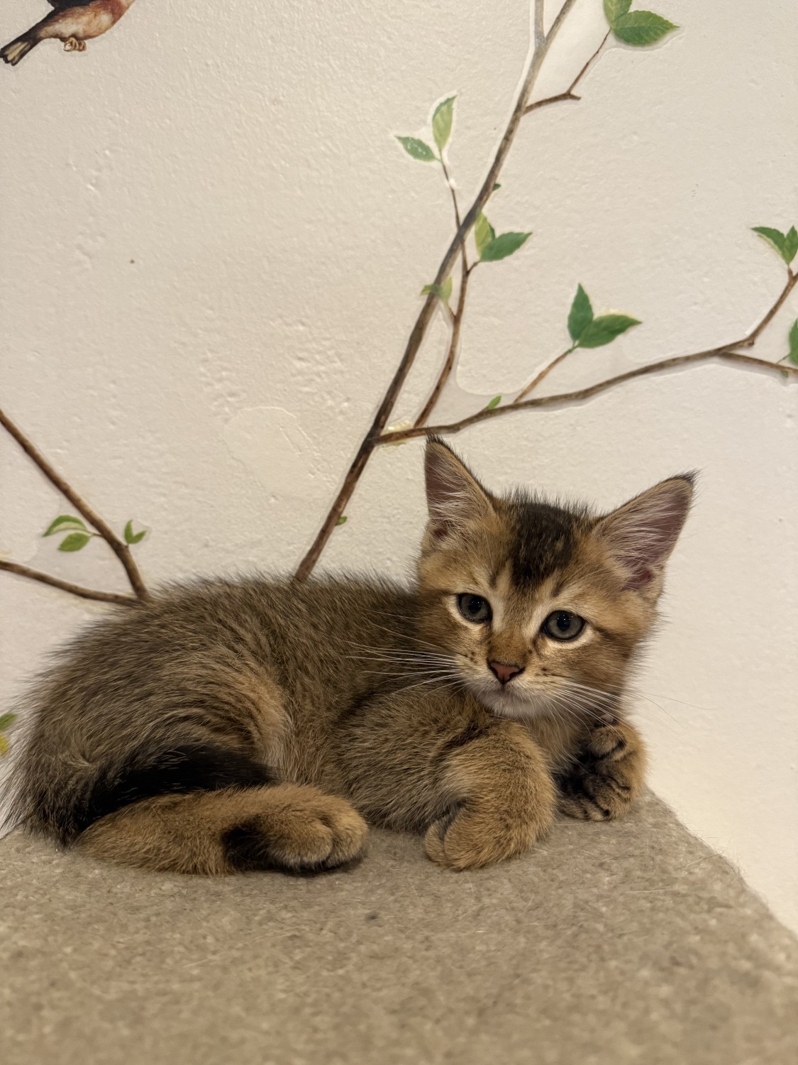 Mixed Kitten for sale in Los Angeles, California | $6