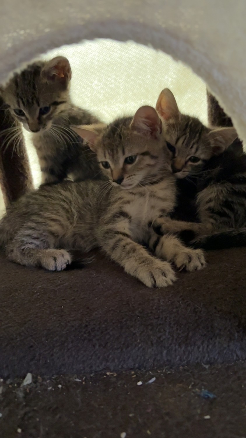 50+ Kittens / Cats for Sale in Endwell, New York | $60 – $1,000