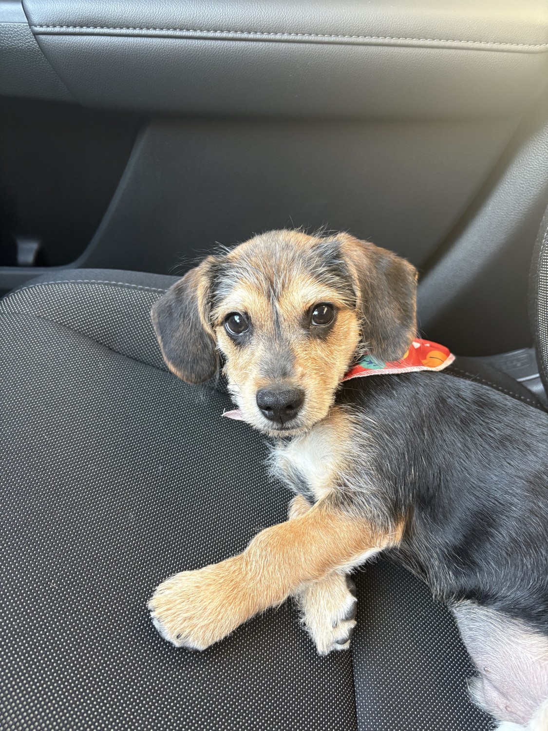 21+ Mixed Puppies For Sale in Stone Mountain | $500 – $3,000