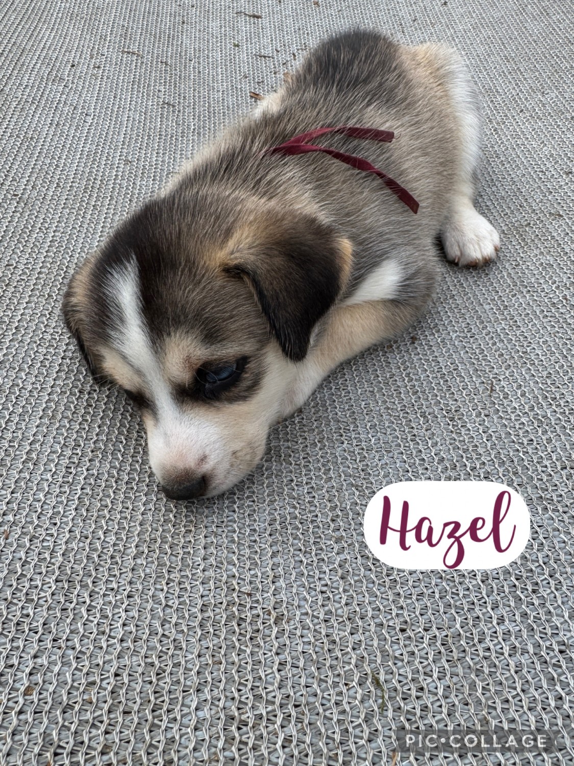 Mixed Puppy for free Marion, North Carolina | Petzlover