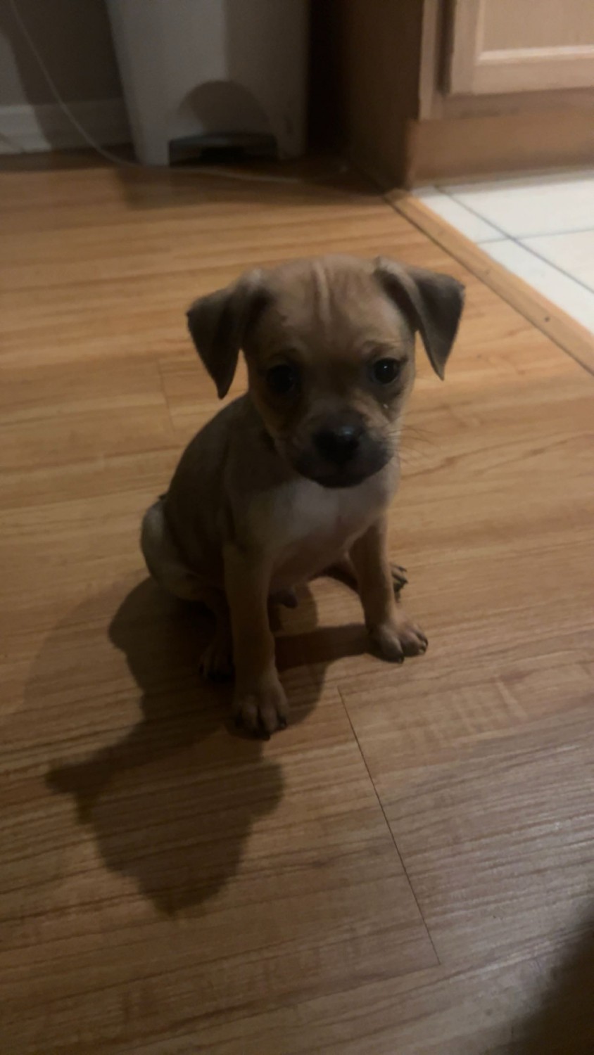 44+ Muggin Puppies / Dogs for Sale in Florida | $200 – $1,500