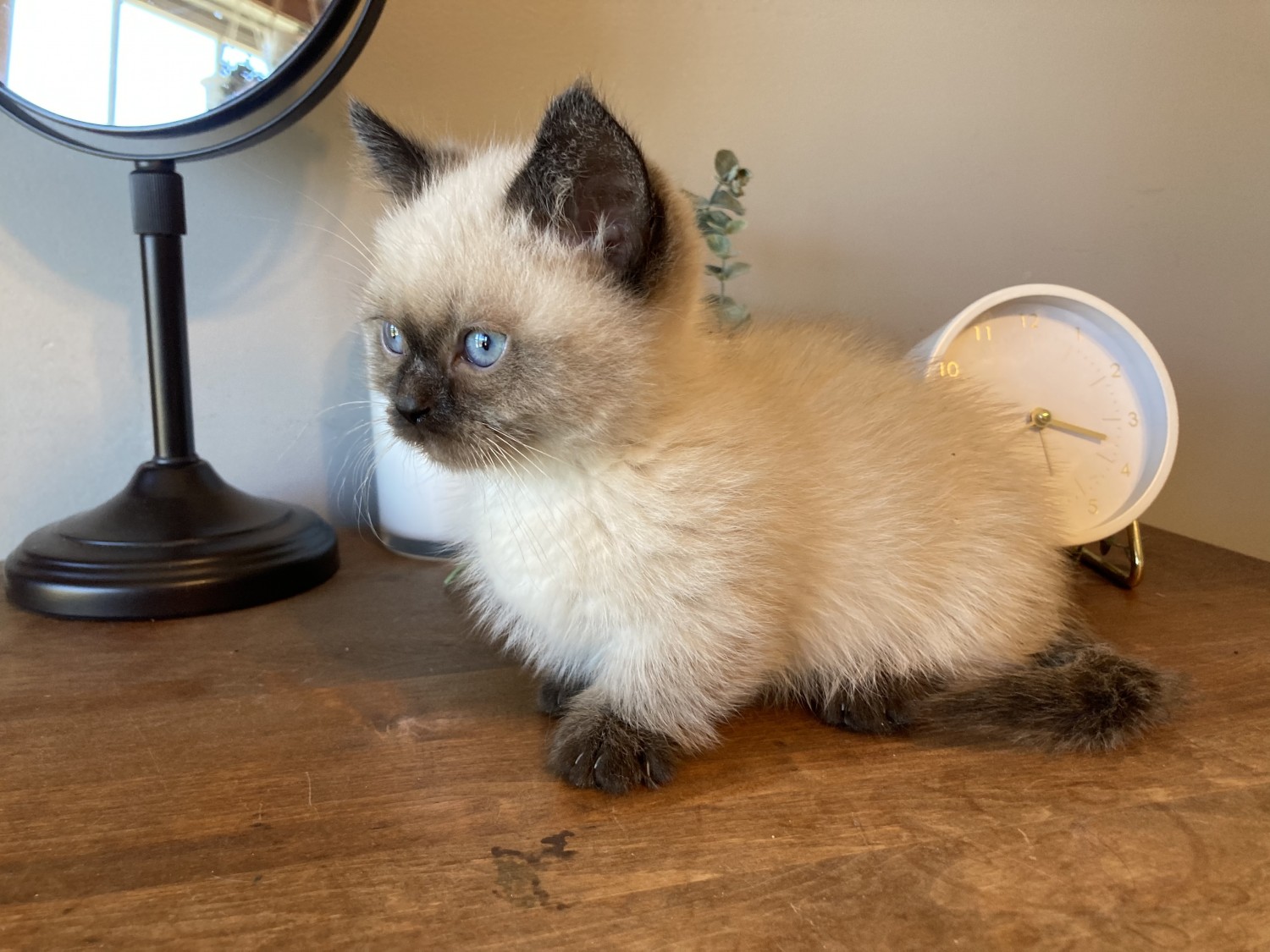 Munchkin Cats For Sale | Capon Bridge, WV #628735 (0)