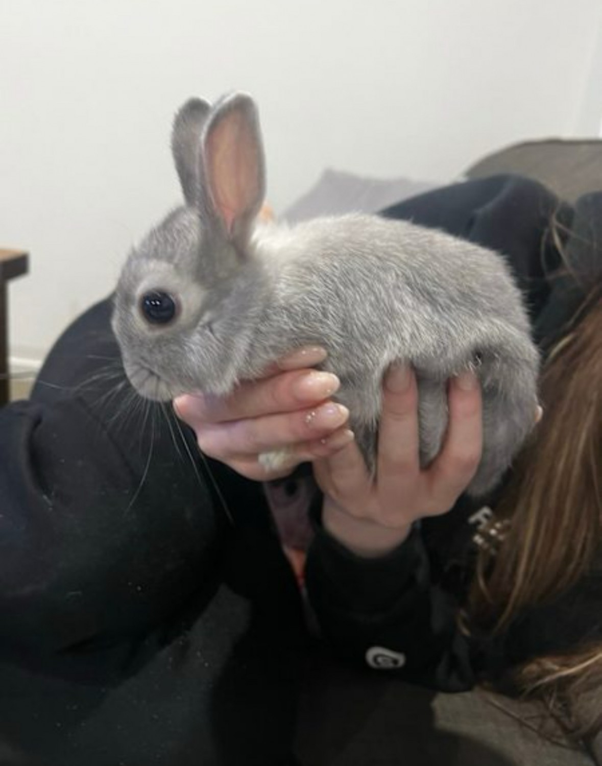 Netherland Dwarf rabbit Rabbits For Sale in Cardinia Shire | $100