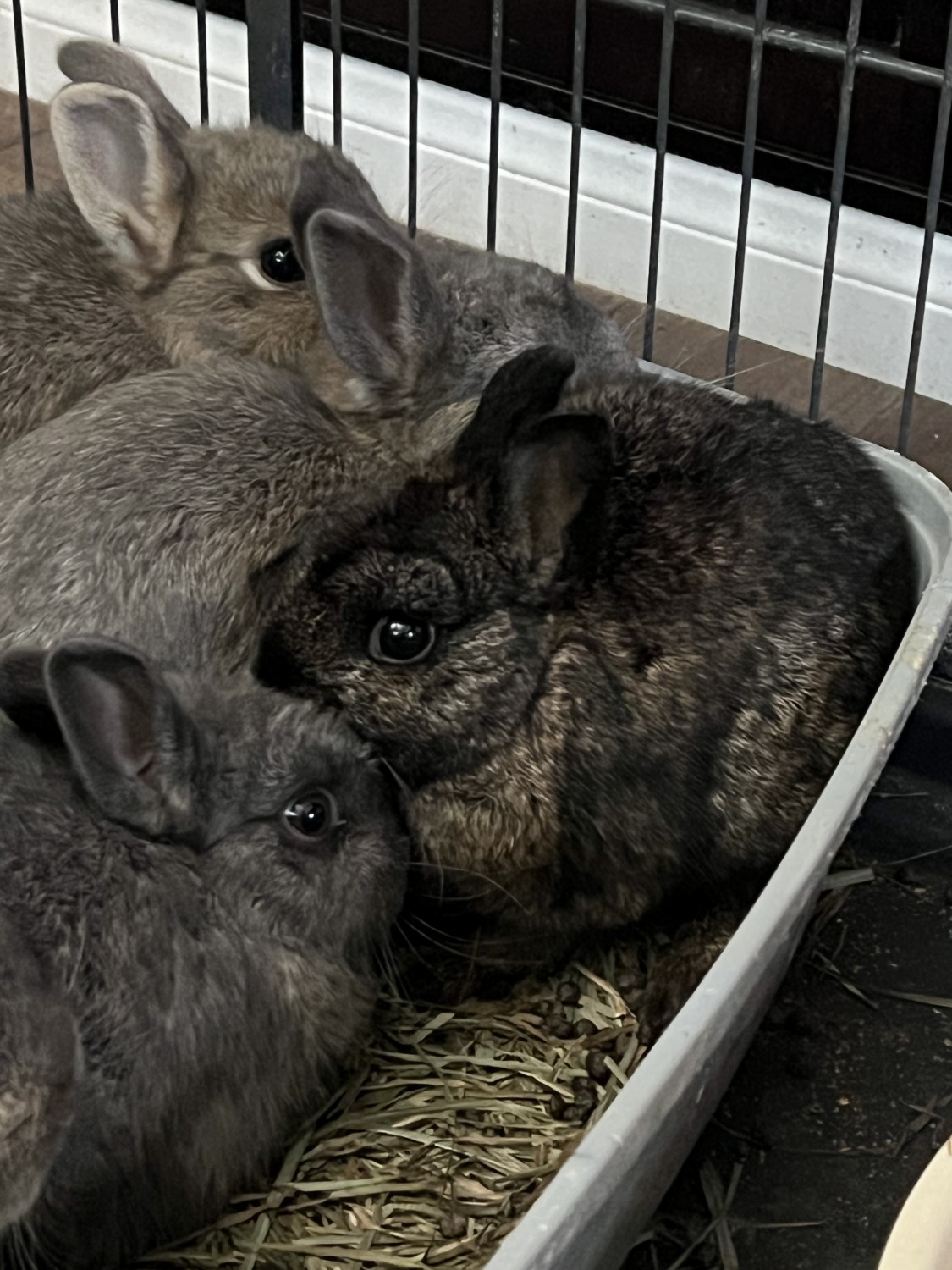 Netherland Dwarf rabbit Rabbits For Sale | $25 | El Cajon, CA #639974